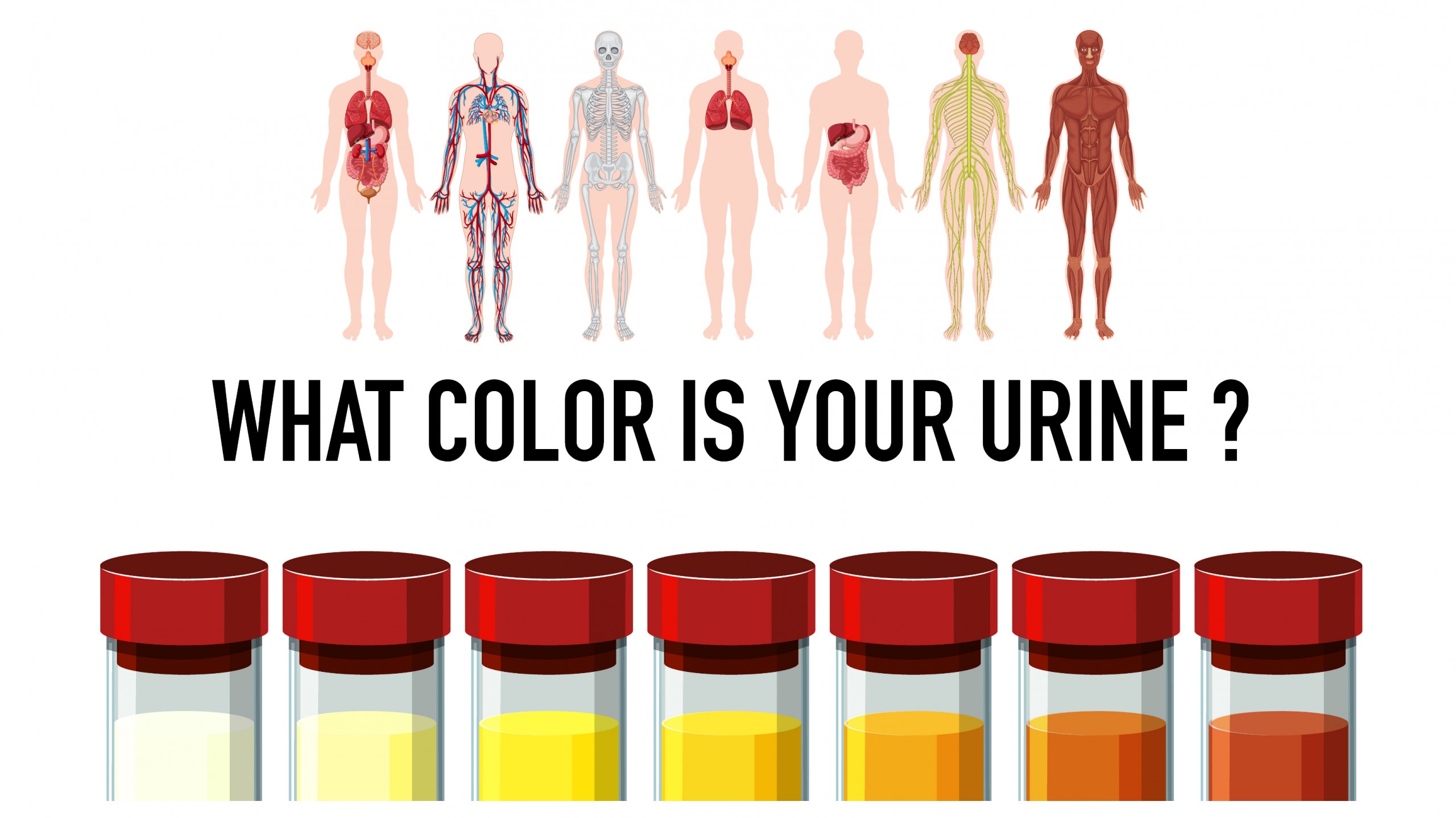 यूरिन के रंग से जानें अपनी सेहत का हाल और रहें सावधान - INDIA HEALTH TV